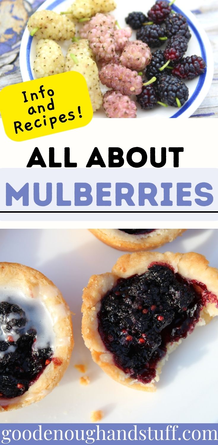Mulberries in the Wild | Foraging for Berries | Mini Tarts - Good ...