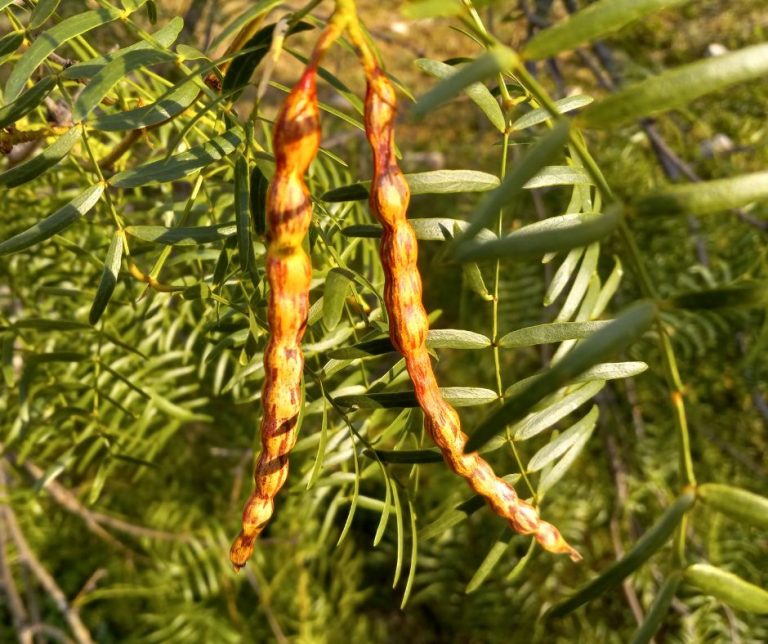 Honey Mesquite Beans | How to Make Mesquite Jelly - Good Enough And Stuff