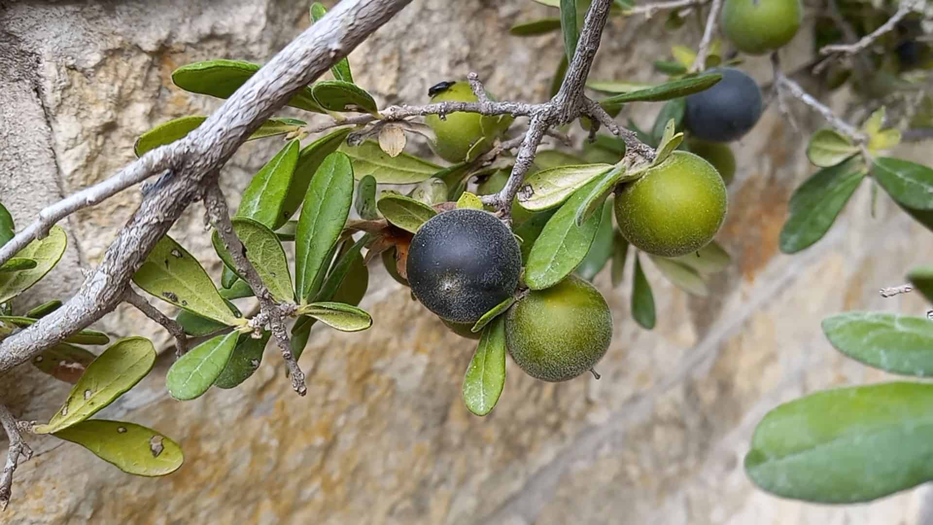 Everything You Want to Know About Texas Persimmons | Free Printable Jam ...